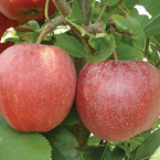 Fruit trees for sale ireland, Wexford Nursery, English\'s Fruit Nursery,