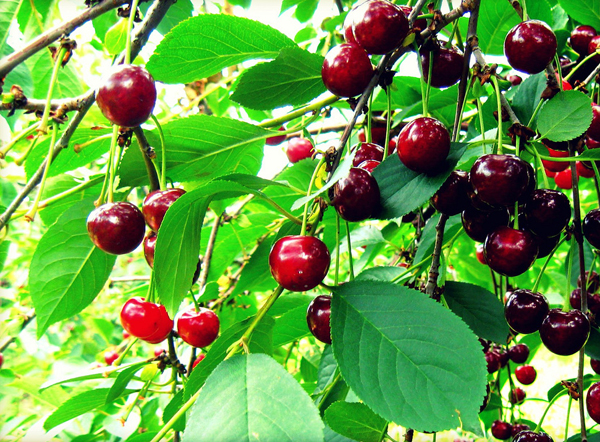 Morello - English's Fruit NurseryEnglish's Fruit Nursery