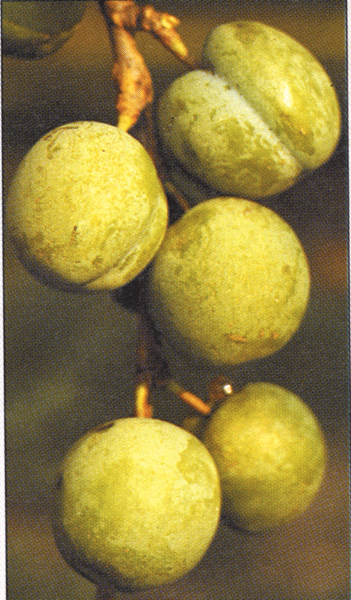 Green Gage - English's Fruit NurseryEnglish's Fruit Nursery