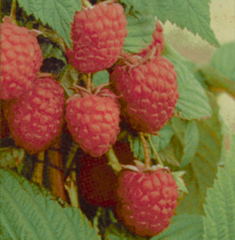 Malling Jewel - English's Fruit NurseryEnglish's Fruit Nursery