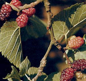 Black Mulberry - English's Fruit Nursery