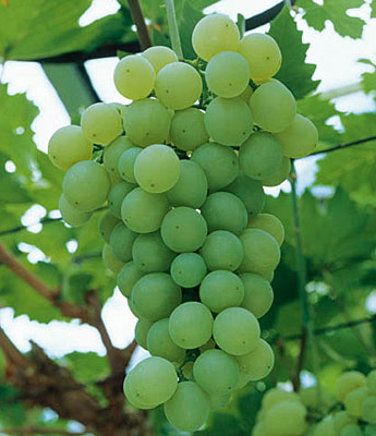 Himrod (Seedless) - English's Fruit NurseryEnglish's Fruit Nursery