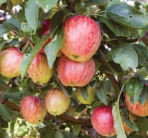 Cider Apple - Dabinett - English's Fruit Nursery