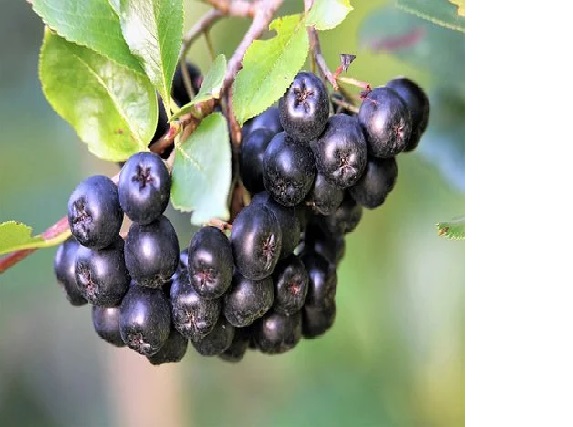 Choke Berries - English's Fruit Nursery