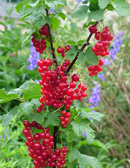 Jonkheer-Van-Tets - English's Fruit Nursery