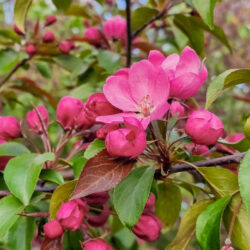 Apple Trees For Sale Ireland | English's Fruit Nursery