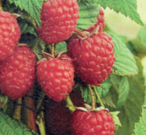 Autumn Bliss - English's Fruit Nursery