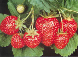 Hapil - English's Fruit Nursery