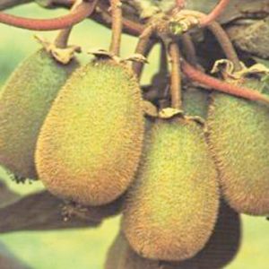 Hayward - English's Fruit Nursery