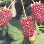 Tayberries - English's Fruit Nursery