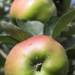 Apple Trees For Sale Ireland | English's Fruit Nursery