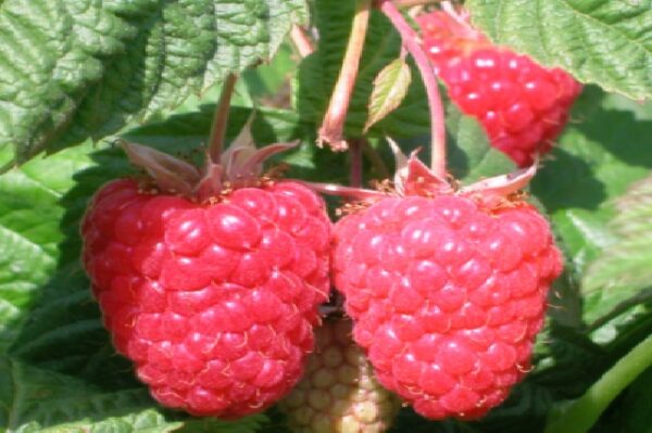 Cascade Delight - English's Fruit Nursery