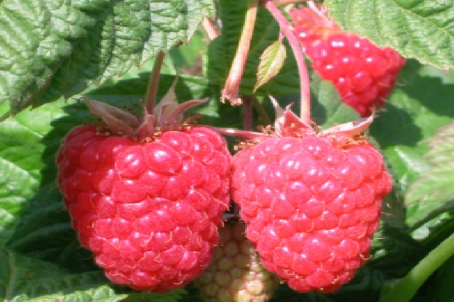 Cascade Delight - English's Fruit Nursery