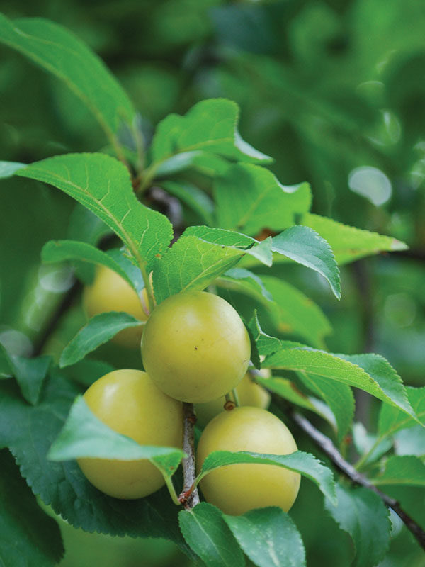 Green Gage - English's Fruit Nursery