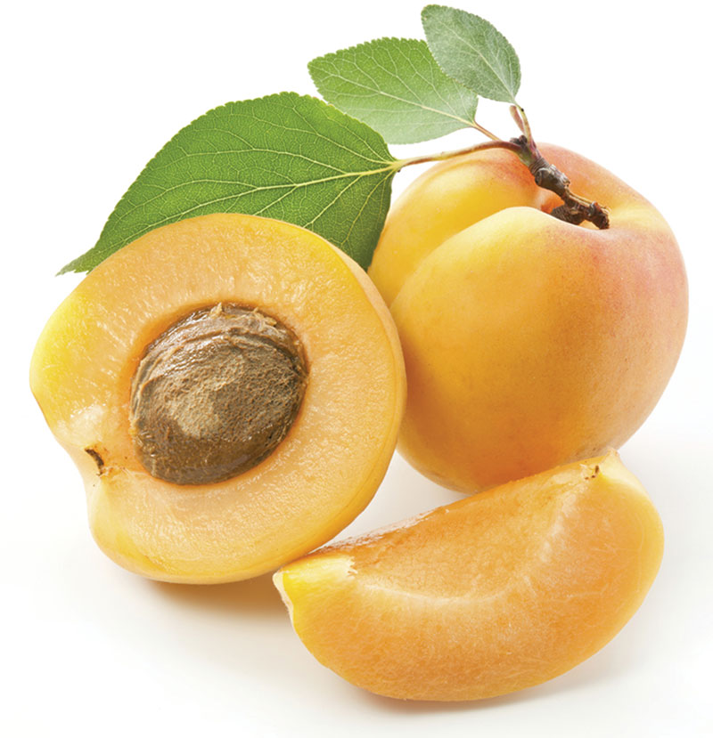 Apricot (Prunus armeniaca) - English's Fruit Nursery