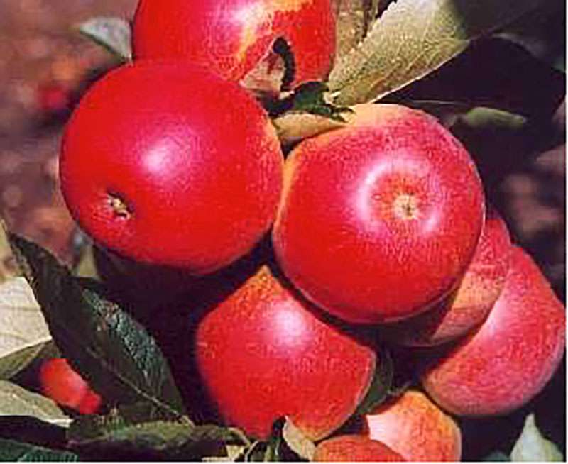 Idared - English's Fruit Nursery