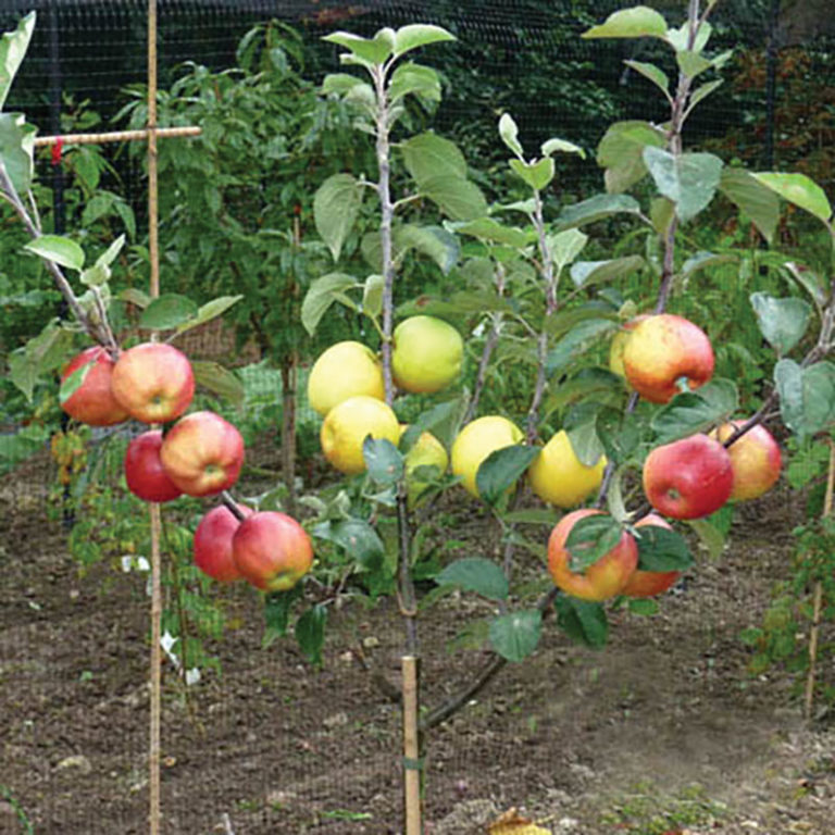 Fruit Trees Online | Fruit Plants for Sale Ireland - English's Fruit ...