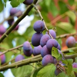 Fruit Trees Online | Fruit Plants for Sale Ireland - English's Fruit ...