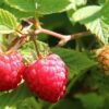Raspberry plants for Sale ireland | Irish Raspberries Englishs Fruit ...
