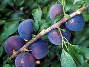 Plumcot (Pluot) - English's Fruit Nursery