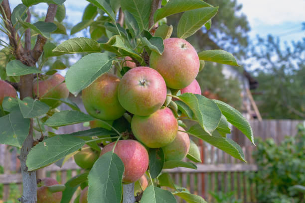 Columnar Apple Trees - English's Fruit Nursery